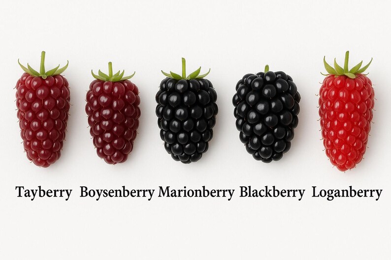 Rare Perennial Berry Plants - Etsy