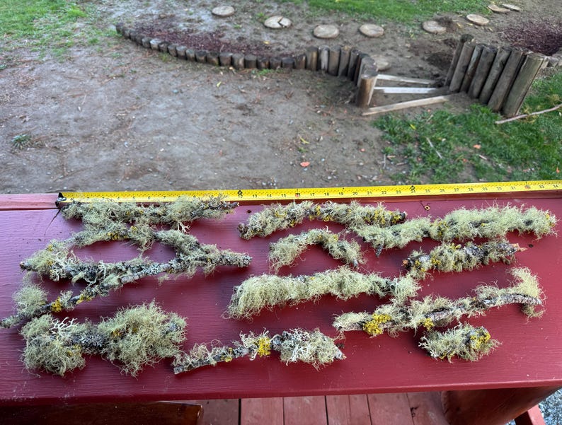 Lichen Covered Sticks - FLUFFY STICKS! Natural Pine Branches for Crafts ...