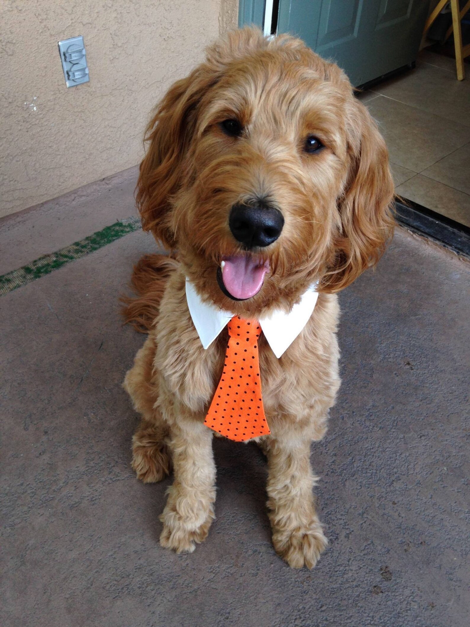 Removable Dog Neck Tie or Dog Bow Tie and Collar Orange with | Etsy