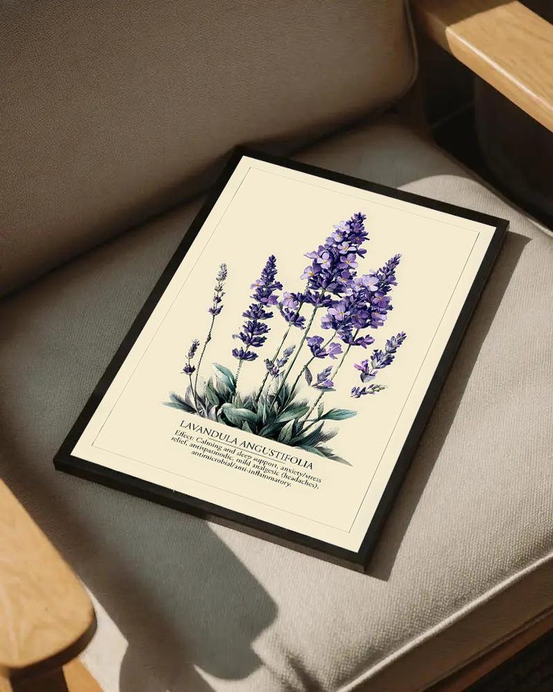 Lavandula Angustifolia Medicinal Plants Apothecary Poster | Lavender ...
