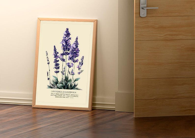 Lavandula Angustifolia Medicinal Plants Apothecary Poster | Lavender ...