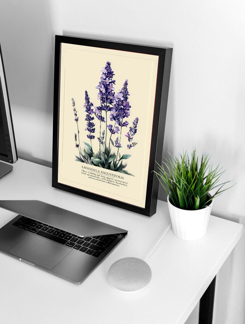 Lavandula Angustifolia Medicinal Plants Apothecary Poster | Lavender ...