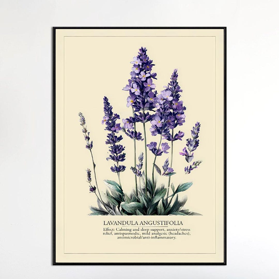 Lavandula Angustifolia Medicinal Plants Apothecary Poster | Lavender ...