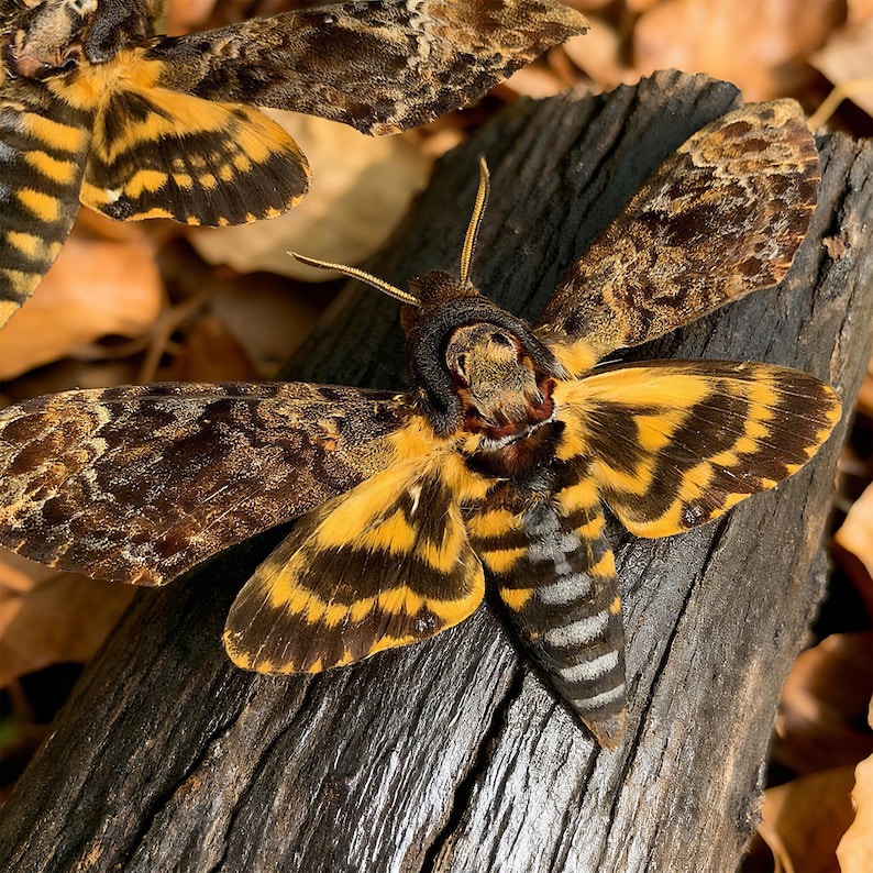 Death's-head Hawkmoth Specimen, Skull Moth, Taxidermy Acherontia ...