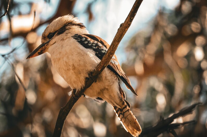 Australian Wildlife Calendar 2026 | Xmas Gift Idea | Nature Photography ...