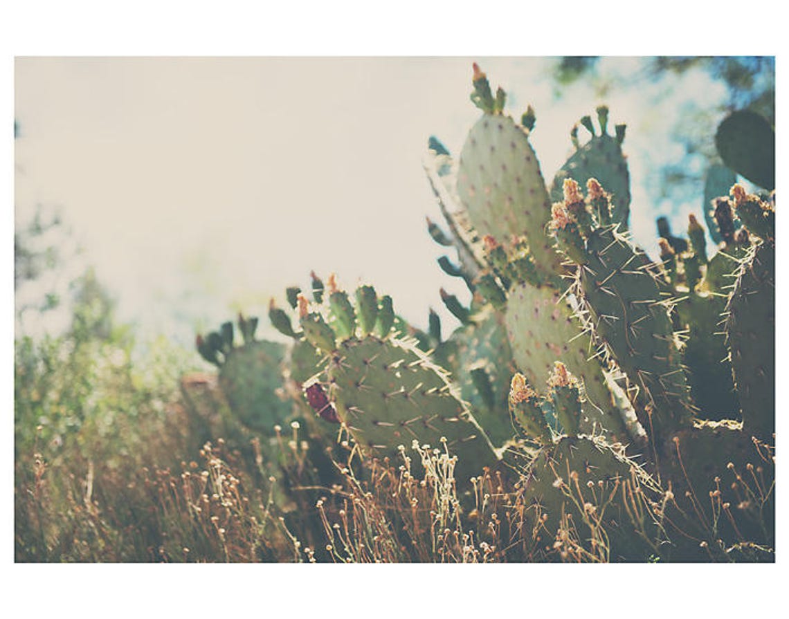 Arizona Cactus Photograph, Southwest Decor, Travel Photography, Large ...