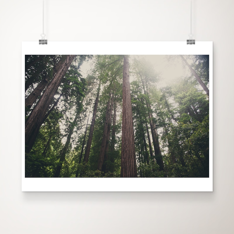 Redwood Print - Etsy