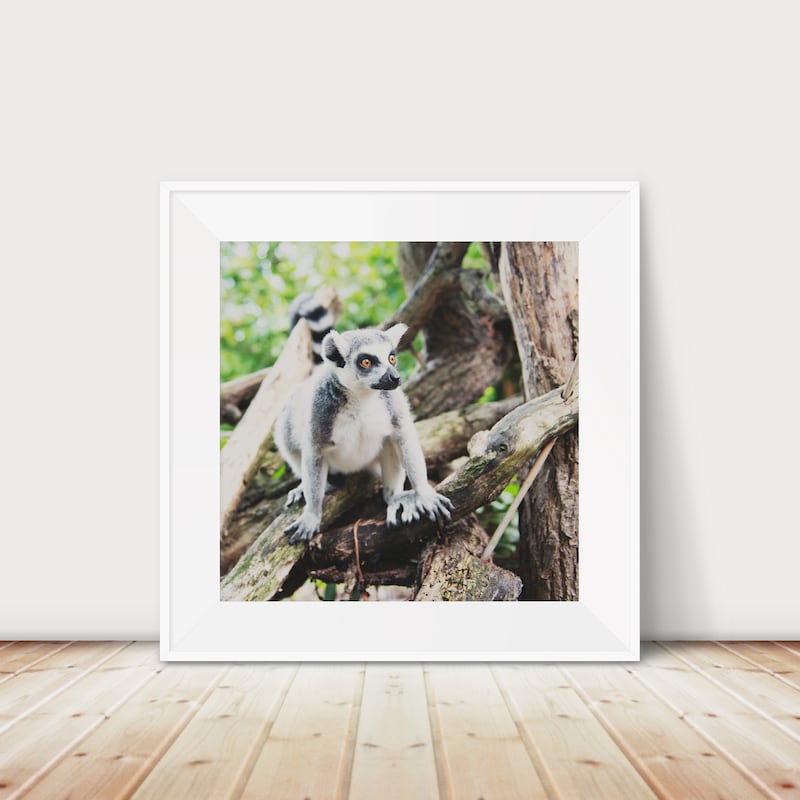 Lemur Print - Etsy
