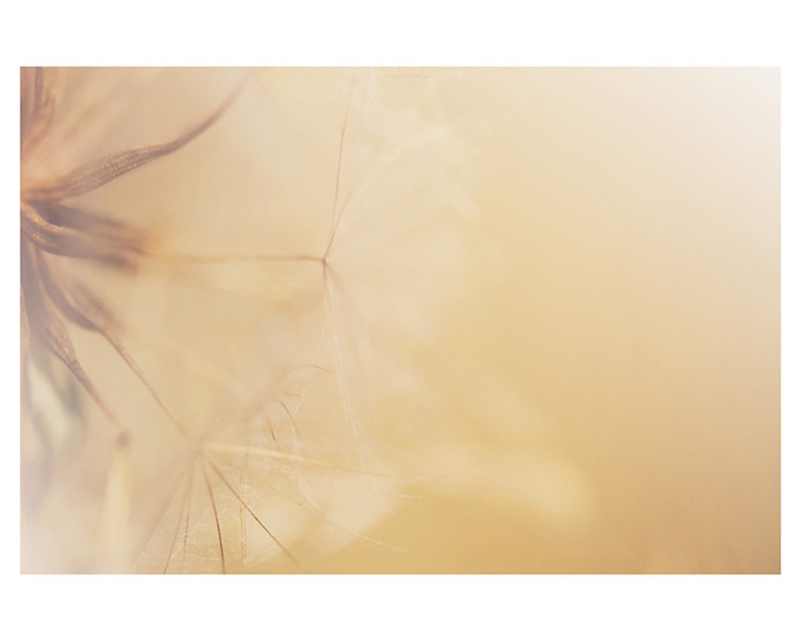 Dandelion Photograph, Gold Home Decor, Flower Photograph, Floral Decor ...