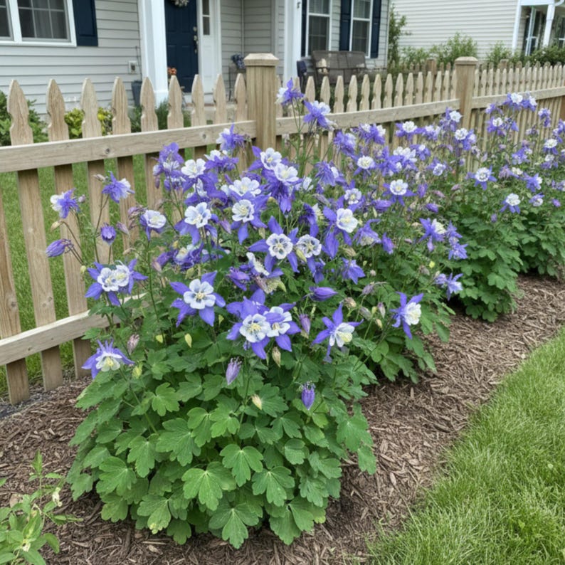 100 Purple & White Columbine Seeds – Rocky Mountain Aquilegia Flowers ...