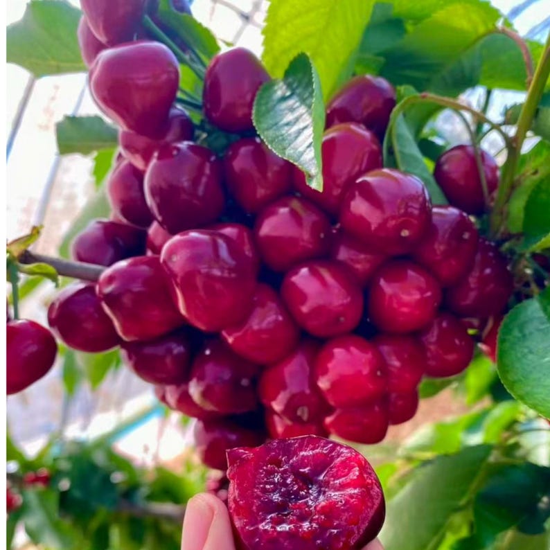 30 Red Cherry Seeds – Delicious Sweet Fruit, Easy to Grow in Containers ...