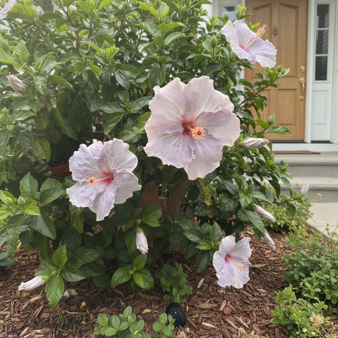 100 Light Pink Hibiscus Seeds – Hardy Tree-form Hibiscus for Landscapes ...