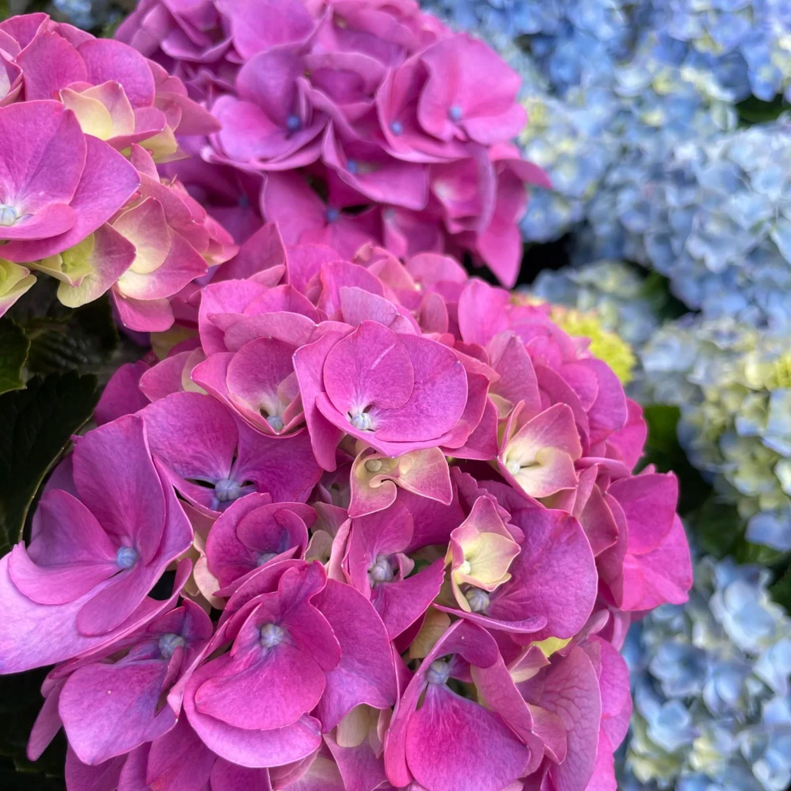 35 Hydrangea Flower Seeds – Mixed Colors, Easy to Grow Perennial Blooms ...