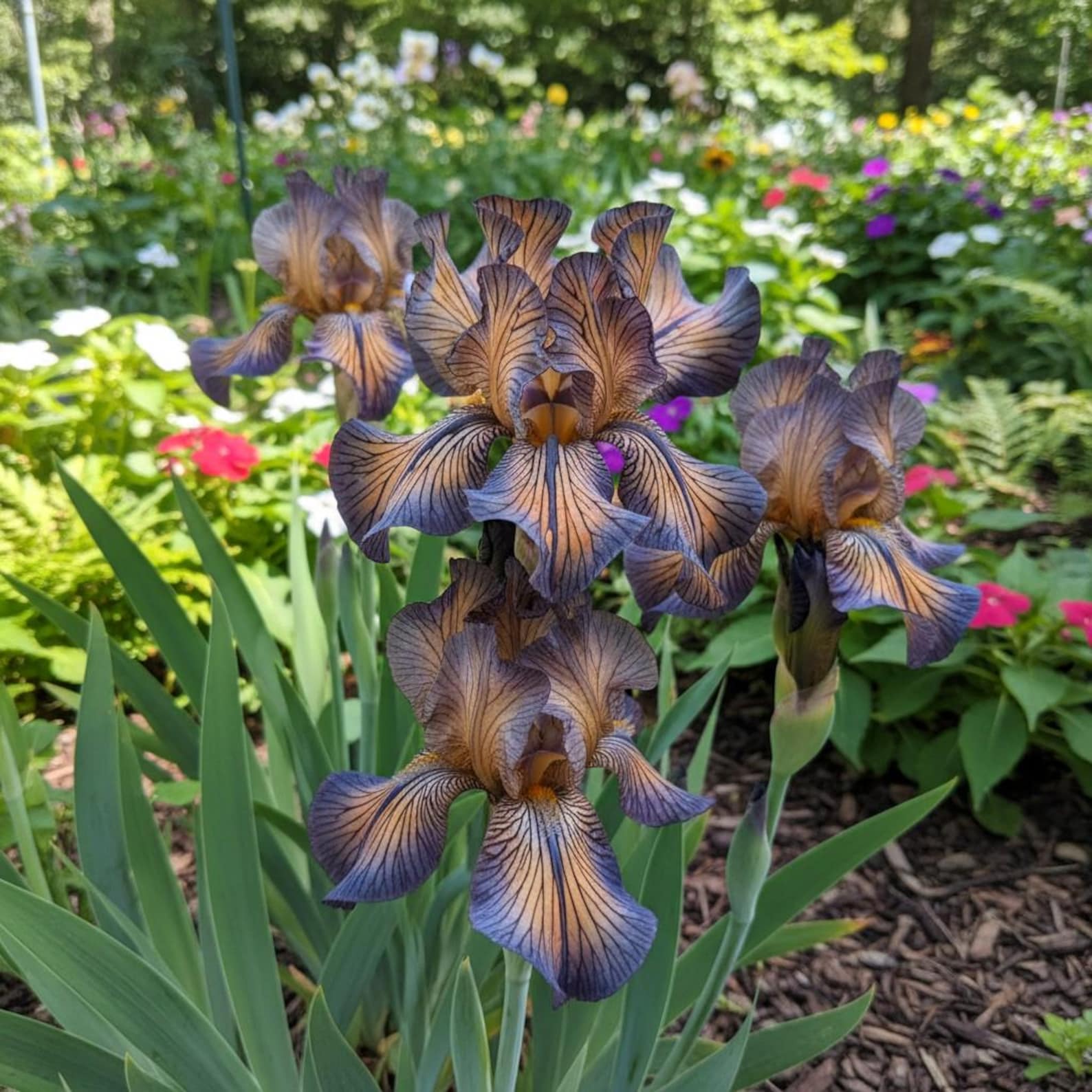 50 Bearded Iris Seeds – Rare Veined Blooms for Perennial Gardens - Etsy