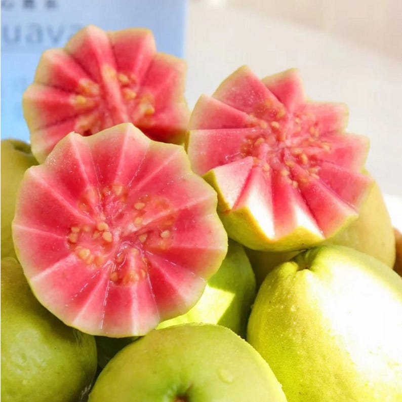 50 Red Guava Plant Seeds – Juicy, Sweet Tropical Fruit for Gardens - Etsy