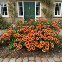 Drought Tolerant African Daisy Osteospermum Akila Flower Seed Plant Mix ...