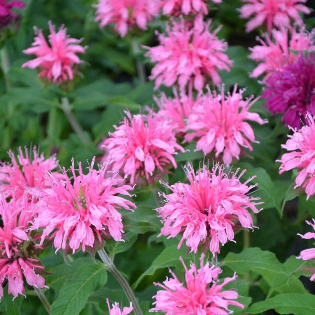 500 Bee Balm Flower Seeds: Vibrant Pink Blooms, Pollinator Garden ...