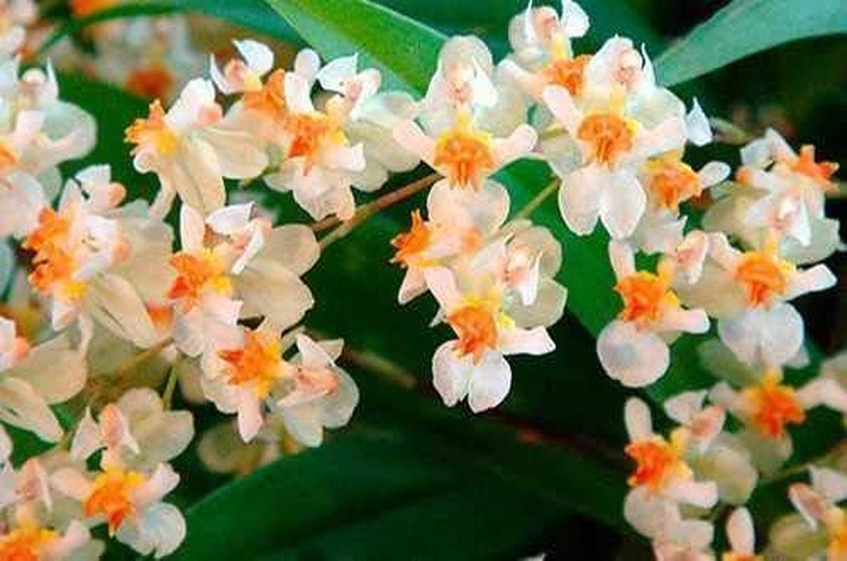 Live Oncidium Twinkle ‘white' 'gold Dust' Orchid From Hawaii | Tropical ...