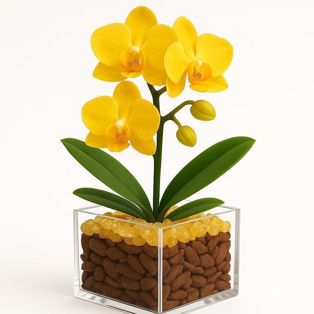 Inner Fire - Solar Plexus Chakra Mini Orchid Garden With Golden ...