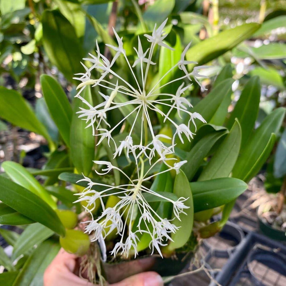 Bulbophyllum Laxiflorum Hawaiian Orchid Comes in 2" Pot - Etsy
