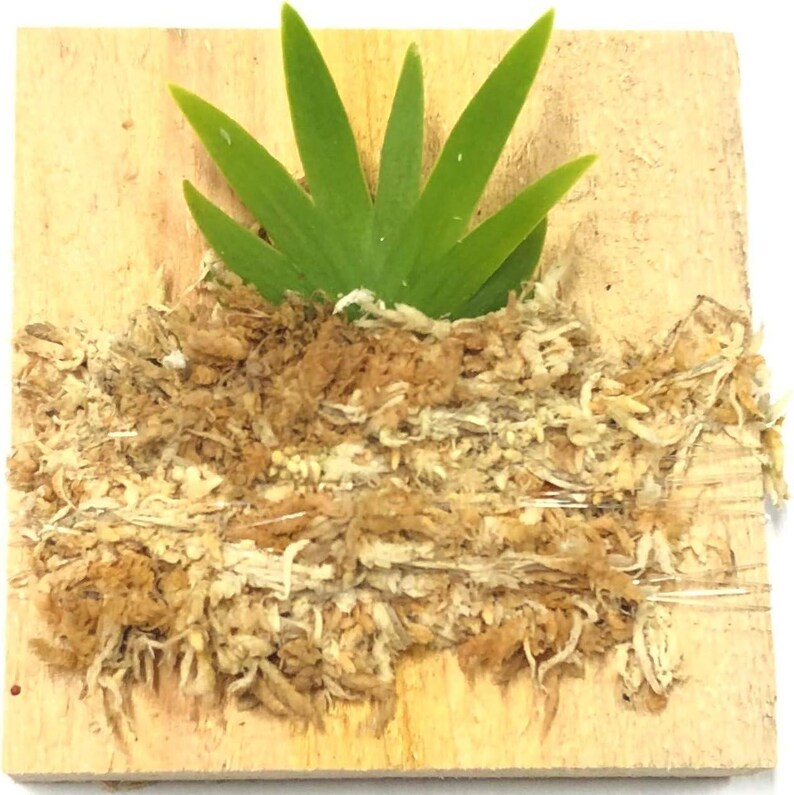 Mounted Miniature Oncidium Dancing Orchid Without Flower Spike-long ...