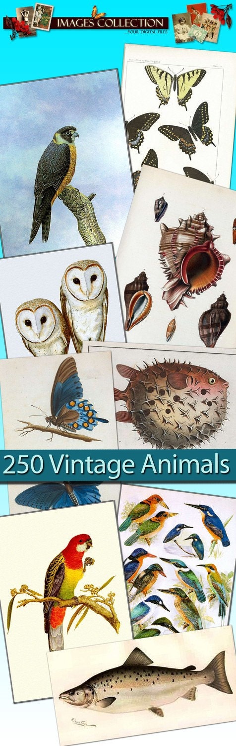Digital Collection Vintage Australian Birds Sea Creature Owl Vintage ...