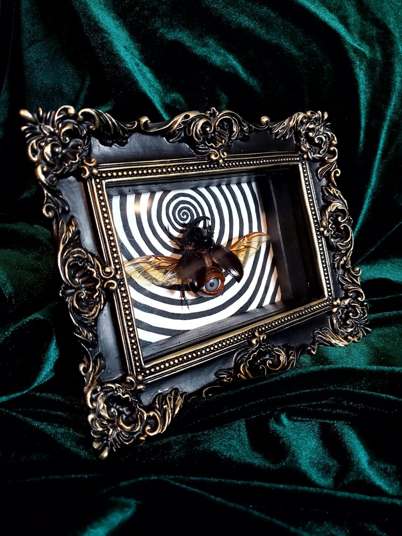 Goth Shadow Box Featuring a Real Rhinoceros Beetle With a Surreal Eye ...