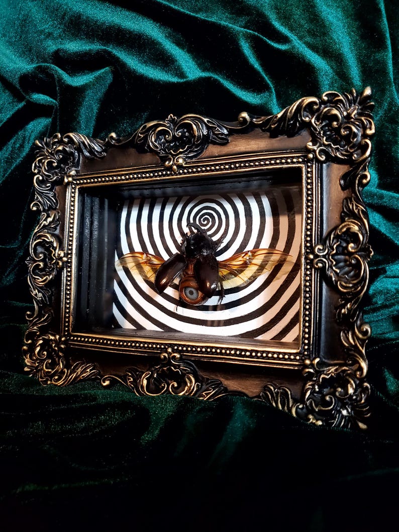 Goth Shadow Box Featuring a Real Rhinoceros Beetle With a Surreal Eye ...