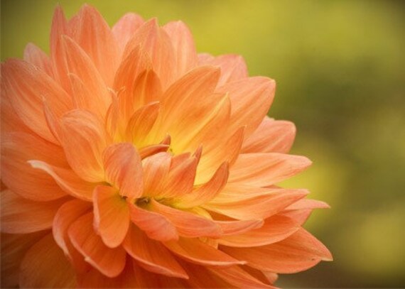 Items similar to Dahlia flower in peach - 5x7 print on Etsy