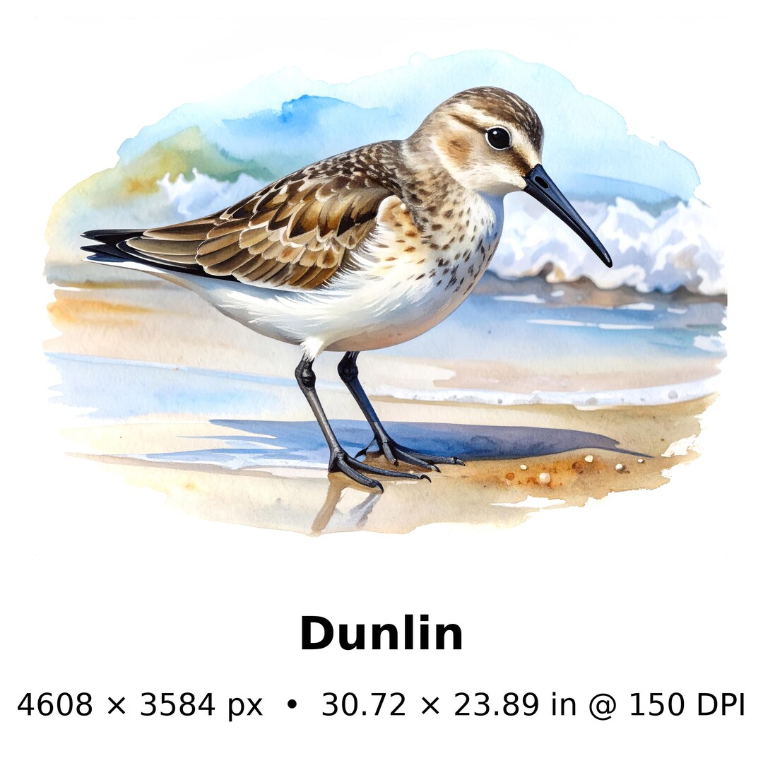 Dunlin Shorebird Watercolor Print – Beach Wave Art (digital Download ...