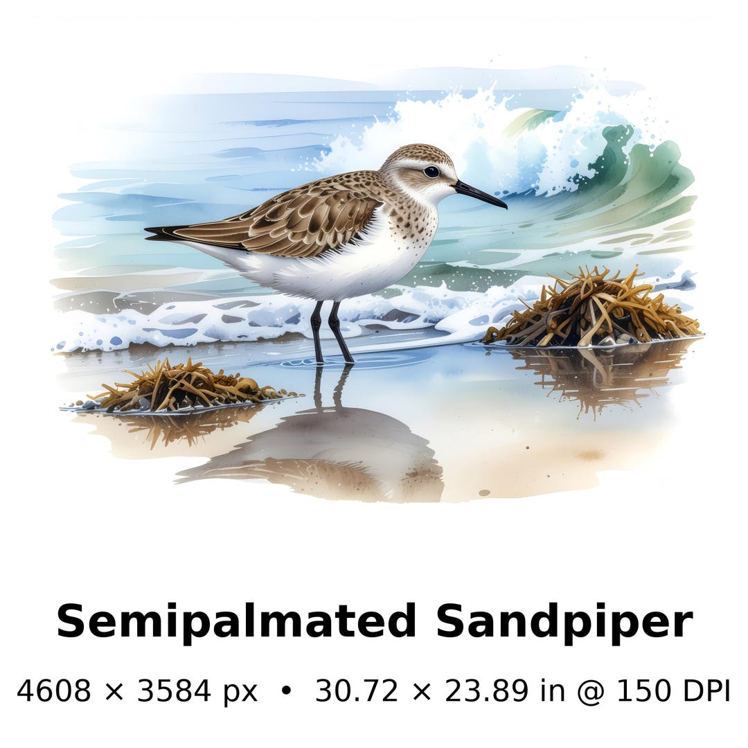 Semi-palmated Sandpiper Bird With Waves on Beach Watercolor Coastal Art ...