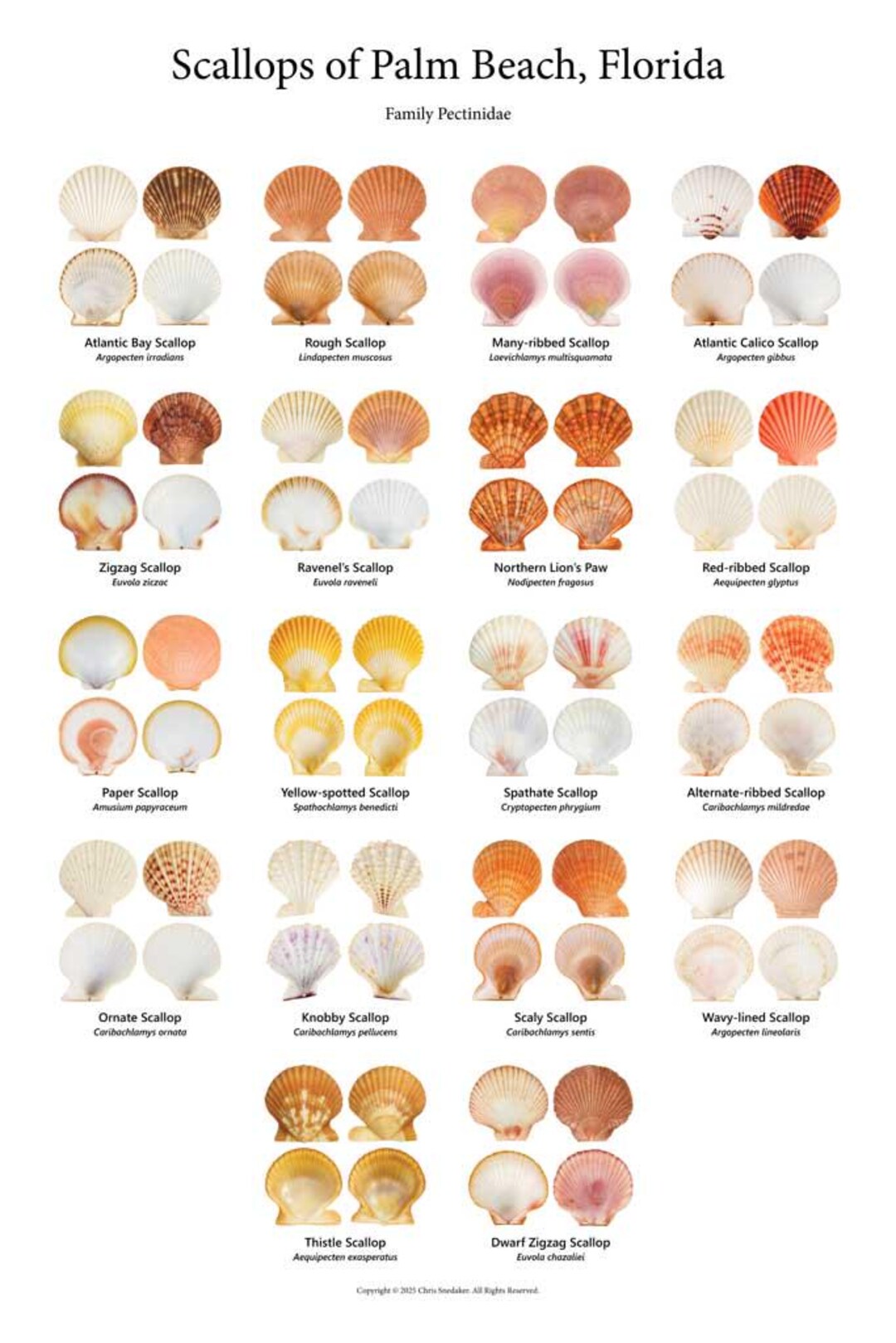Scallops of Palm Beach, Florida | Printable Seashell ID Poster ...