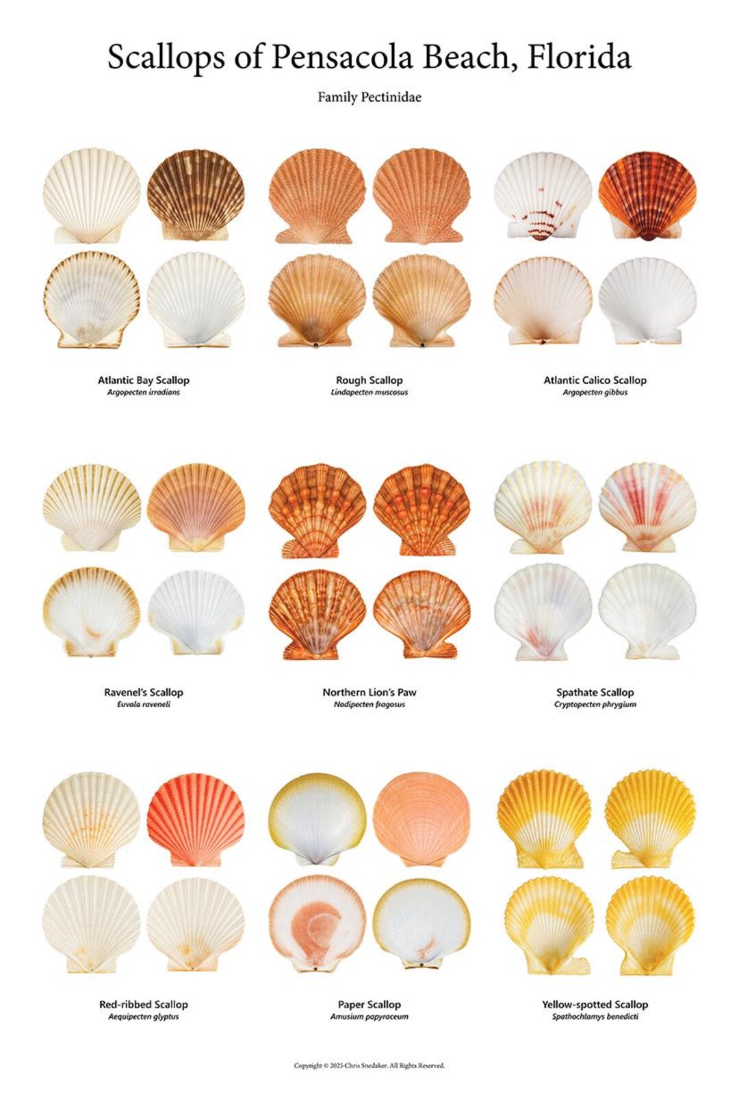 Pensacola Beach Scallop Identification Poster: Gulf Coast Shells ...