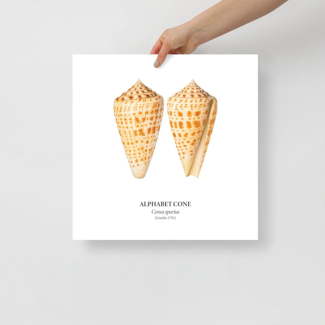 Alphabet Cone Shell Art Print – Coastal Natural History Poster - Etsy
