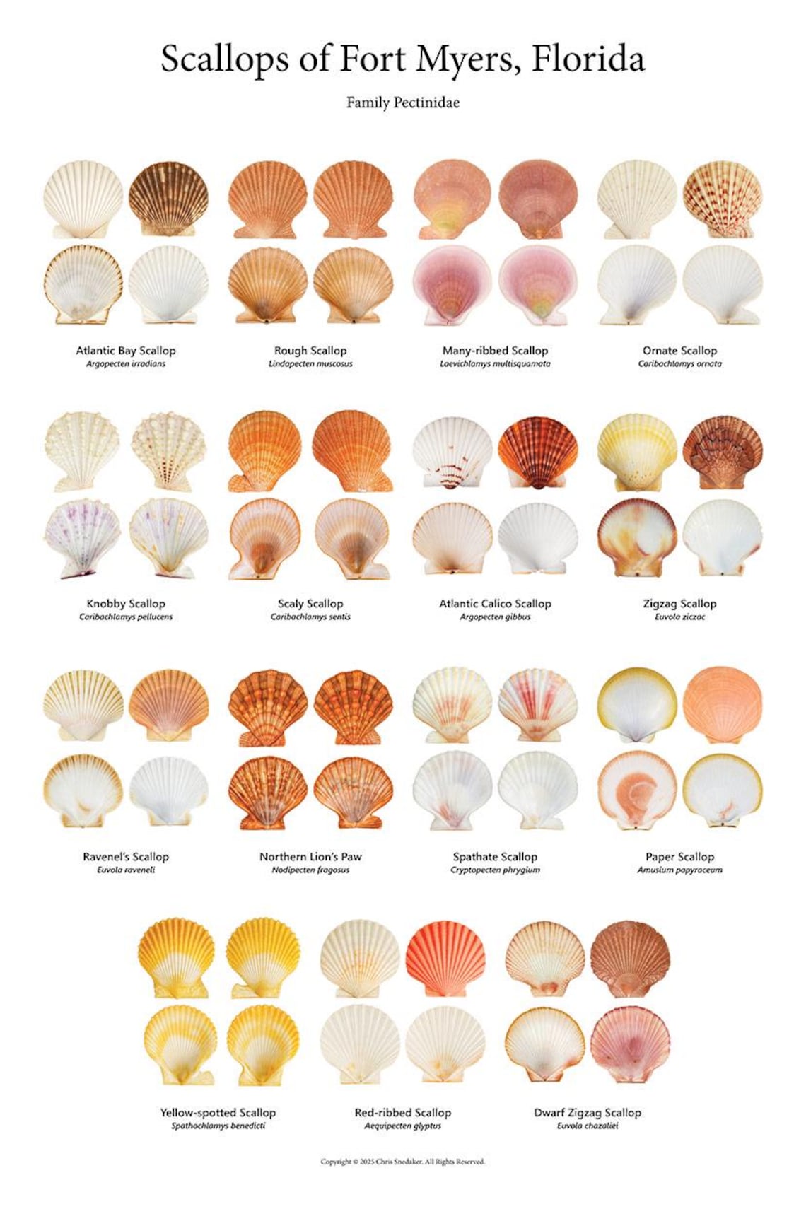 Fort Myers Florida Scallop Identification Poster: Gulf Coast Seashells ...