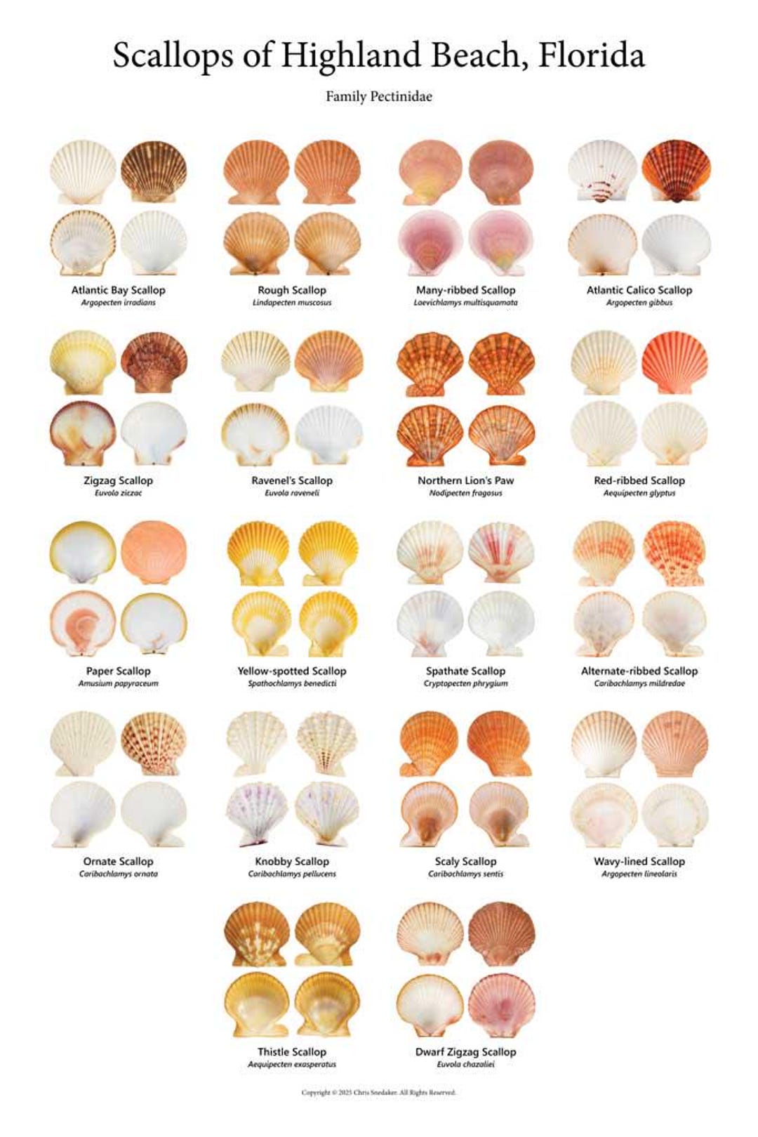 Scallops of Highland Beach, Florida | Printable Seashell ID Poster ...