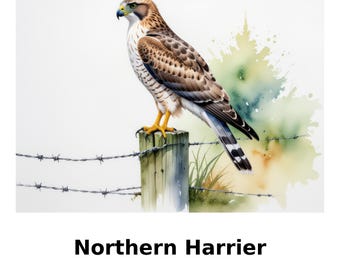 Northern Harrier Watercolor Illustration – Bird on Fence Post (digital ...