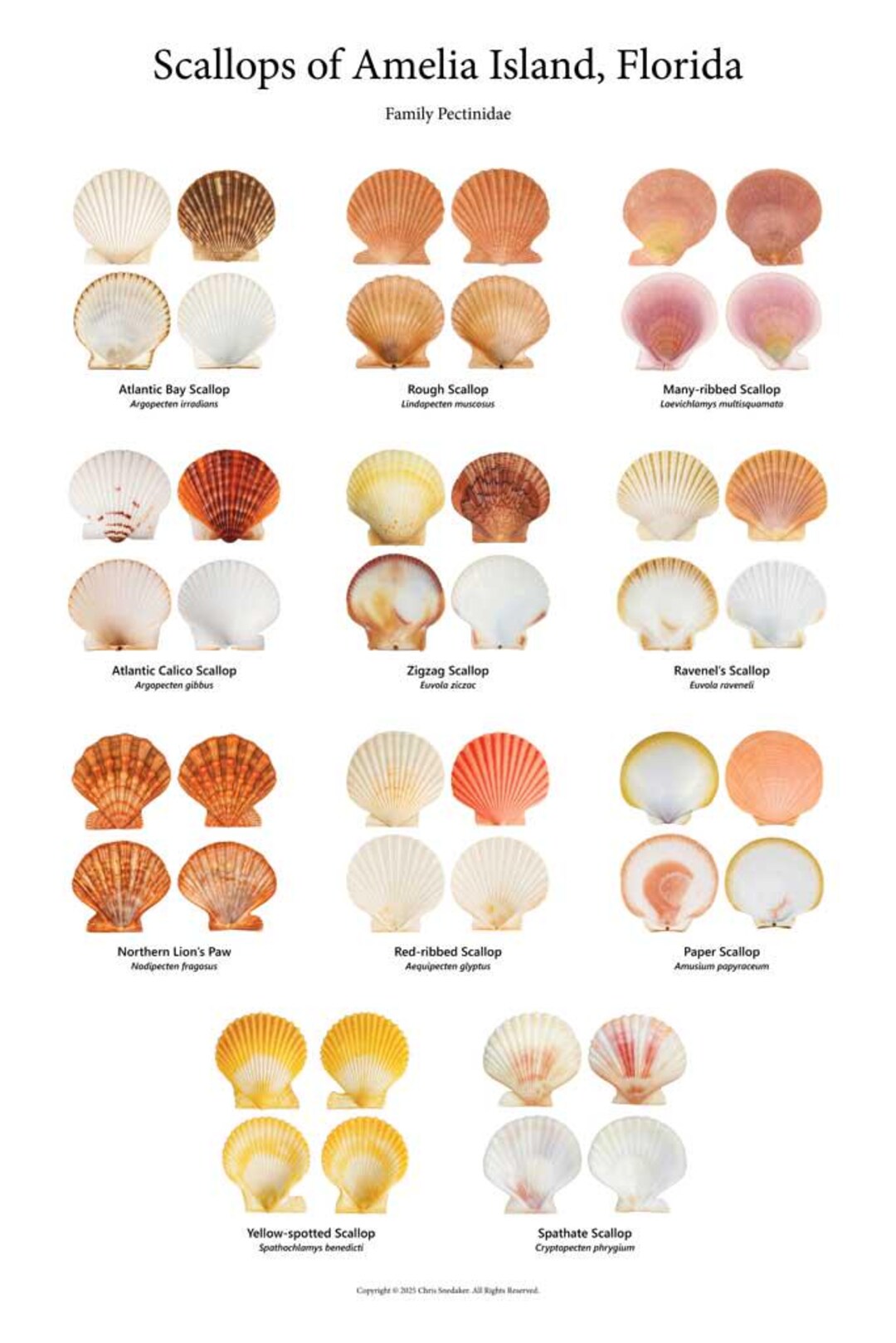 Scallops of Amelia Island, Florida | Printable Seashell ID Poster ...