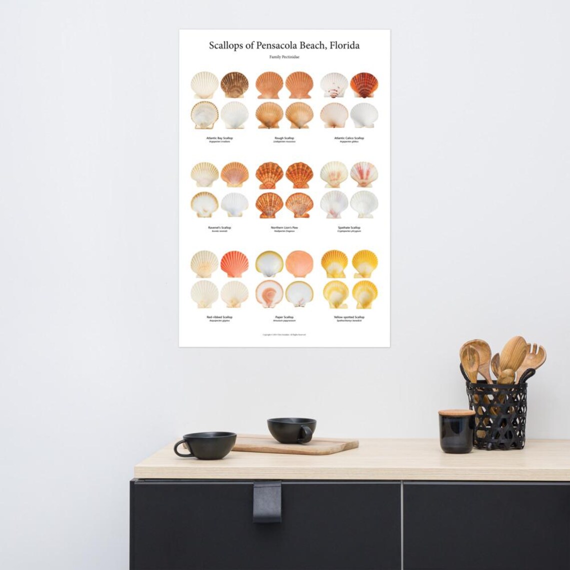 Pensacola Beach Scallop Identification Poster: Gulf Coast Shells ...