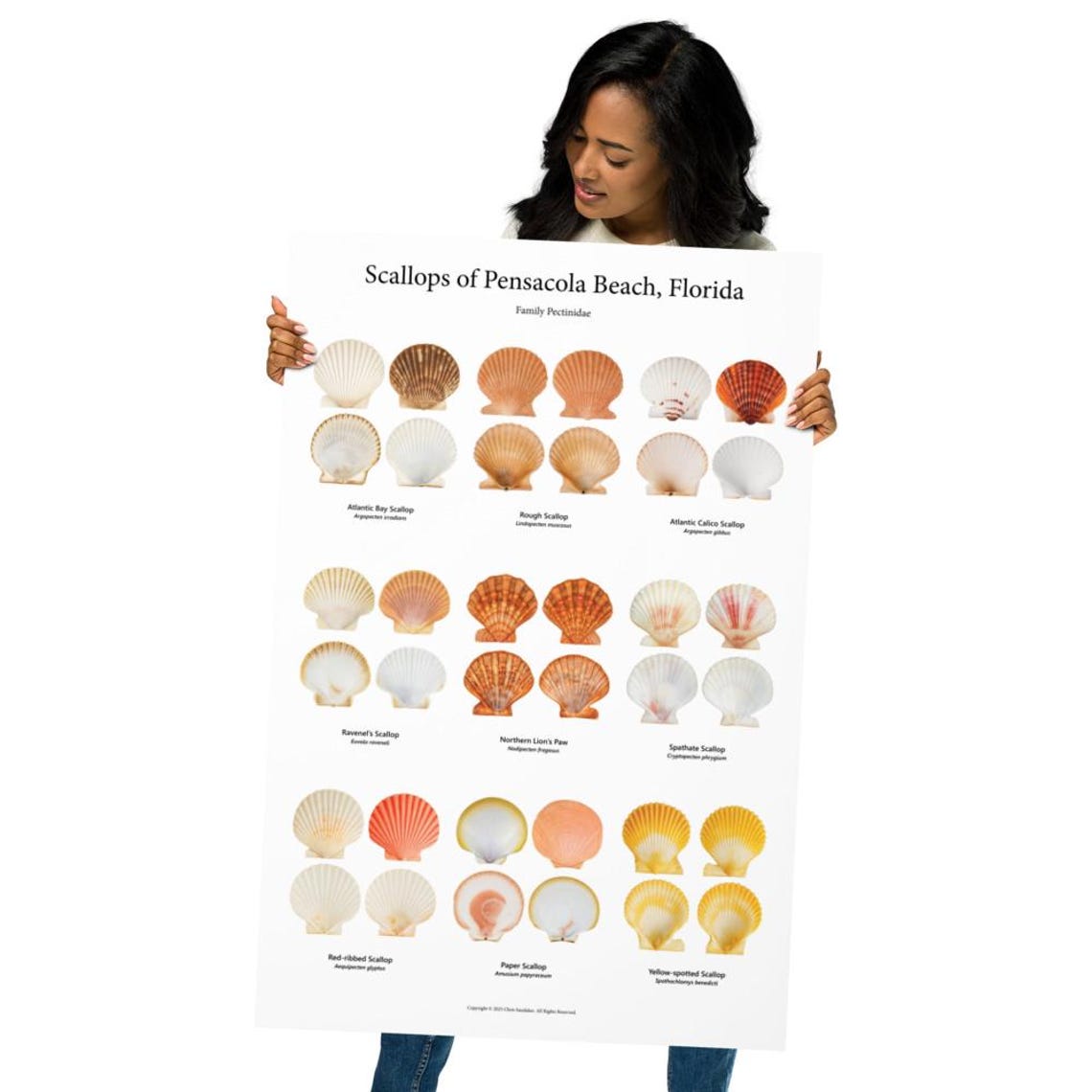 Pensacola Beach Scallop Identification Poster: Gulf Coast Shells ...