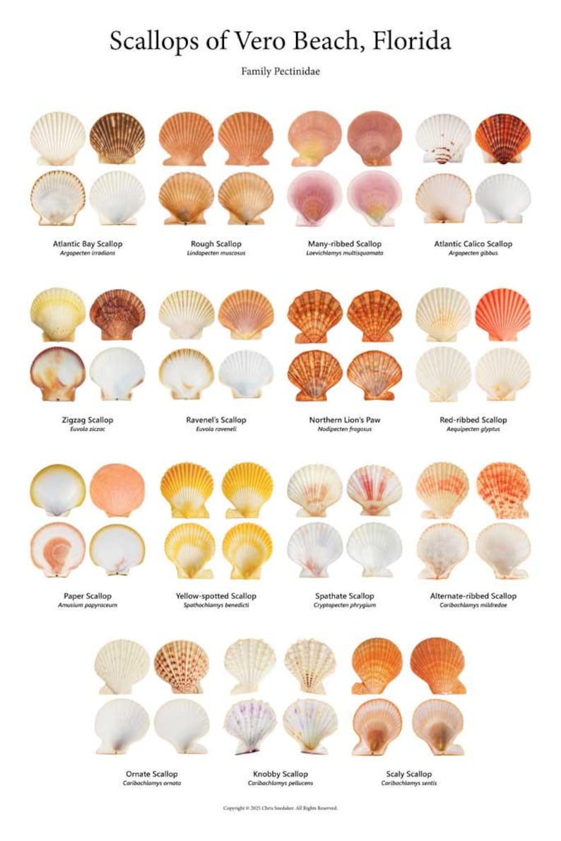 Scallops of Vero Beach, Florida | Printable Seashell ID Poster ...
