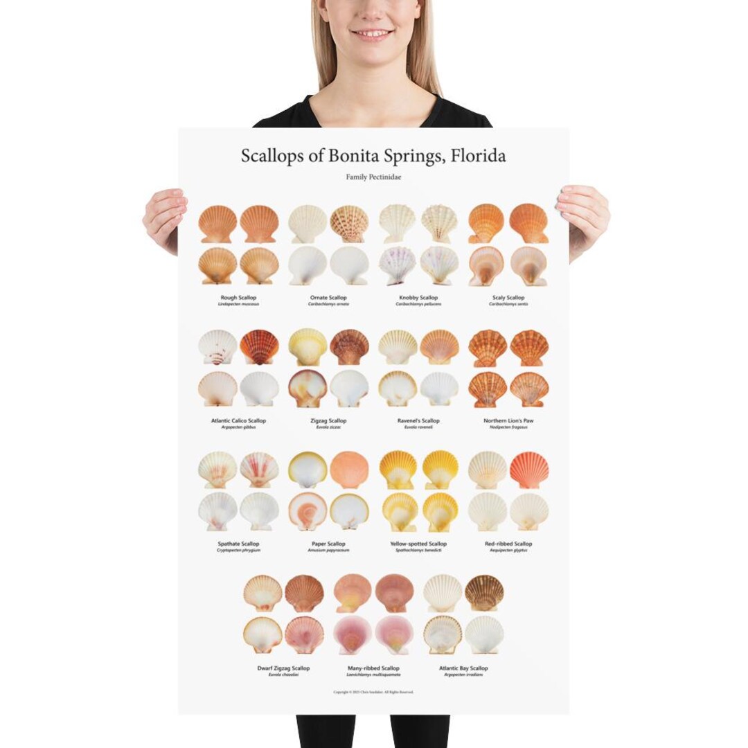 Bonita Springs Scallops Poster: Florida Shells ID Chart - Etsy