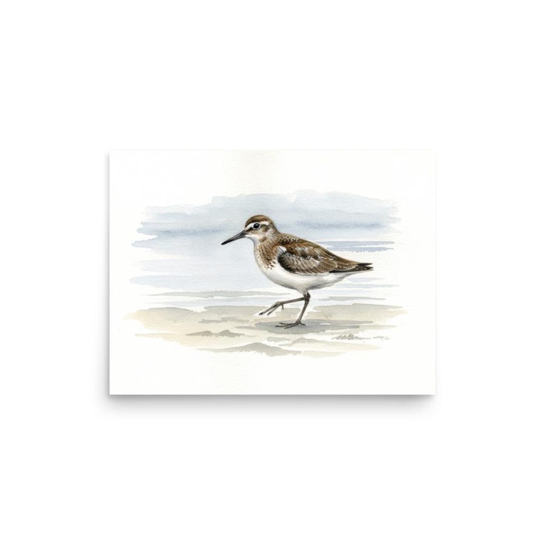 Spotted Sandpiper Watercolor Print, Actitis Macularius Shorebird Art ...