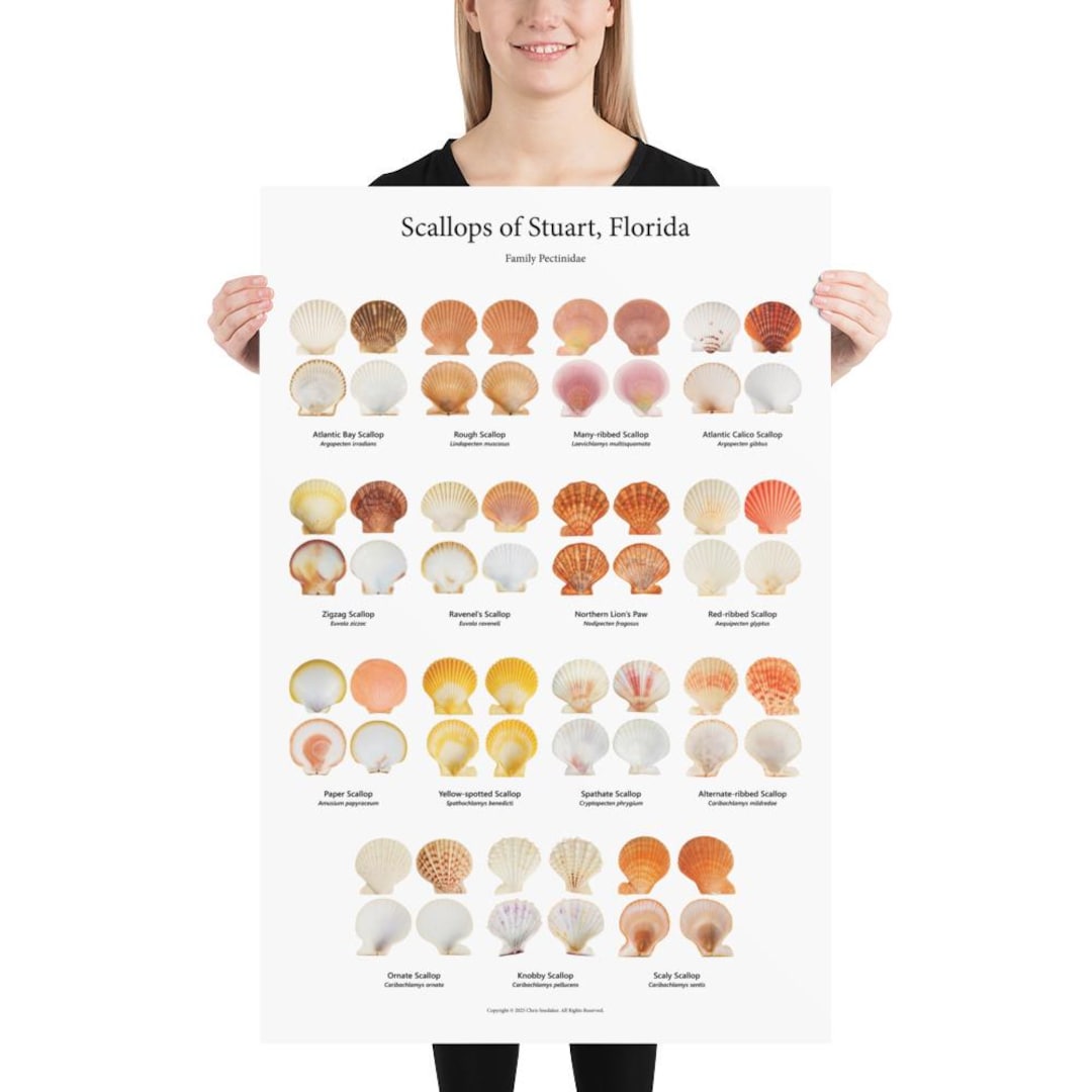 Stuart Florida Scallop Shell Identification Poster: Coastal Wall Art - Etsy