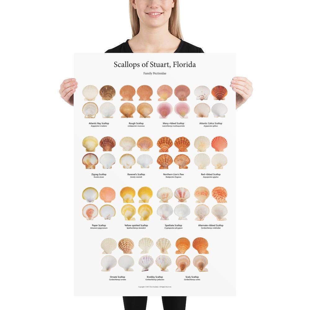 Stuart Florida Scallop Shell Identification Poster: Coastal Wall Art - Etsy