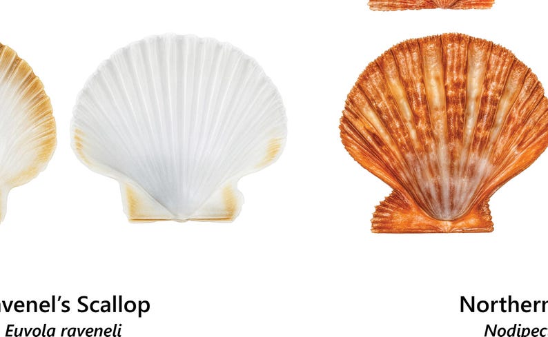 Pensacola Beach Scallop Identification Poster: Gulf Coast Shells ...