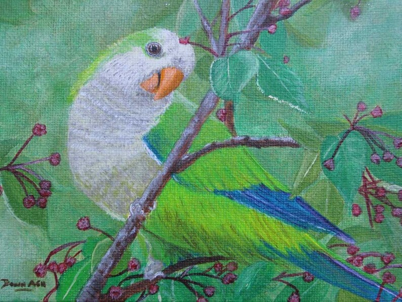Original Parrot Painting, (A Quaker in Brooklyn) Dawnashartstudio - Etsy