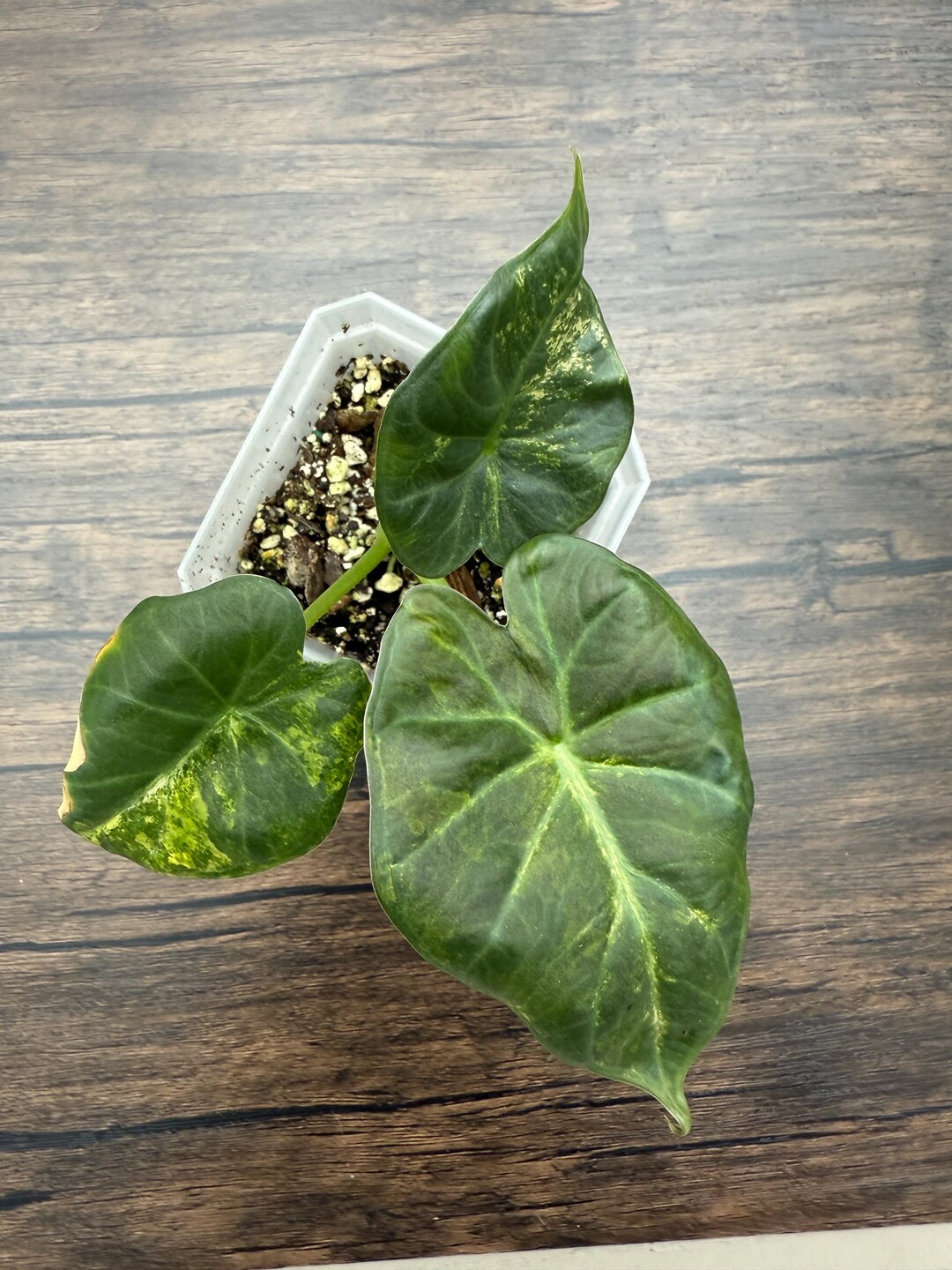 Alocasia Regal Shield Aurea Variegated - Etsy