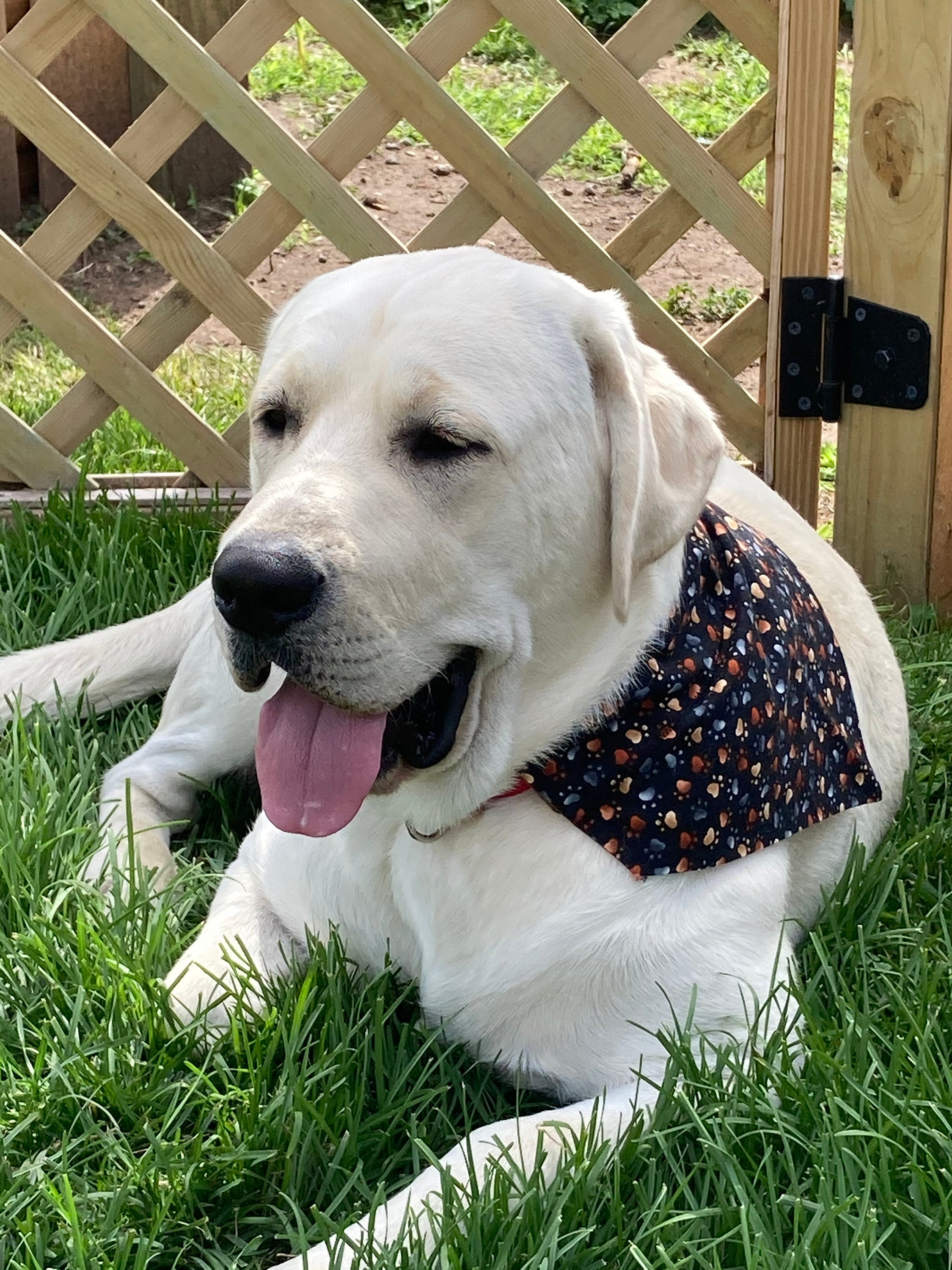Holiday Dog Scarves, Seven Scarves, Dog Bandana, Over the Collar ...