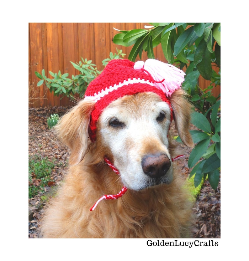 CROCHET PATTERN Dog Hat, DIY Pet Accessory, Pet Gift - Etsy